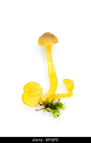 Butter Waxcap (Hygrocybe ceracea Stock Photo - Alamy