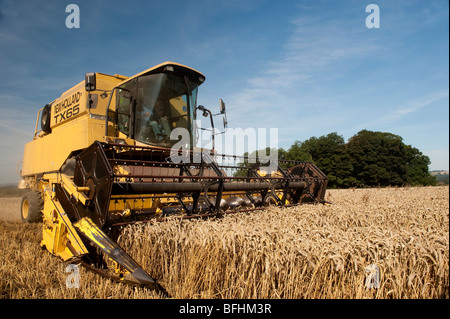 Combining wheat crop with New Holland Combine Stock Photo: 26819100 - Alamy