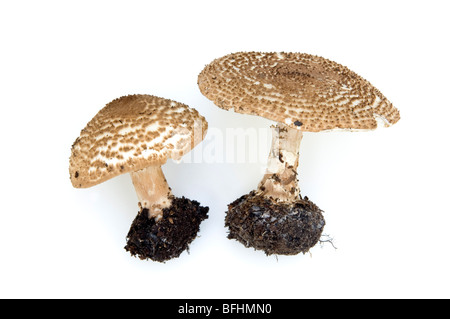 The Prince Mushroom, Agaricus augustus Stock Photo - Alamy