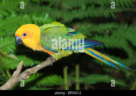 sun parakeet, bird, Aratinga solstitialis, flying, isolated Stock Photo ...