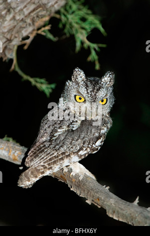 Whiskered Screech-Owl Otus trichopsis Madera Canyon, Santa Cruz County ...