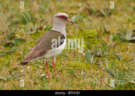 Andean Lapwing (Vanellus resplendens) perched on paramo vegetation in ...