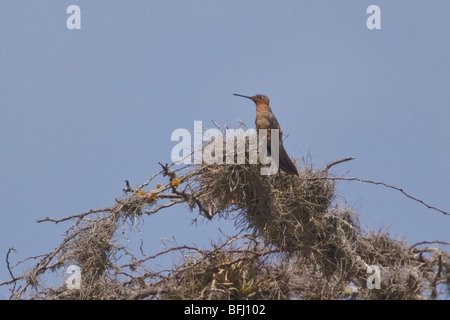 Giant Hummingbird (Patagona gigas) perched on a branch in Peru Stock ...