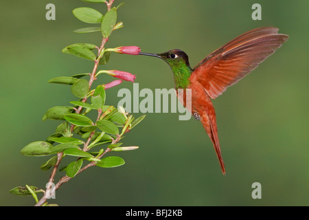 Rainbow Starfrontlet (Coeligena iris) feeding at a flower while flying ...