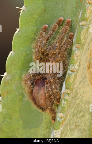 Amazon River: Tarantula spider in the Amazon Rainforest near Manaus ...