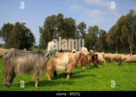 Israel, Sharon region, goats and sheep in Park Hasharon Stock Photo - Alamy