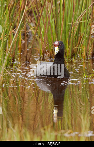 Coot Stock Photo - Alamy