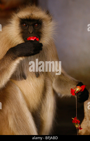 monkey eating flowers Stock Photo - Alamy