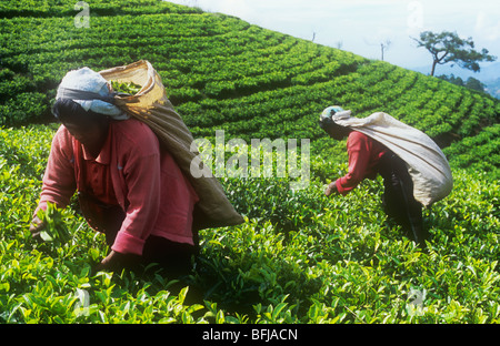 Tea pickers, Nuala Elia, Sri Lanka Stock Photo - Alamy