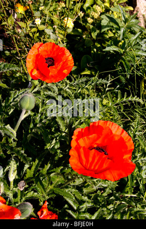 PAPAVER ORIENTALE ALLEGRO. ORIENTAL POPPY Stock Photo - Alamy