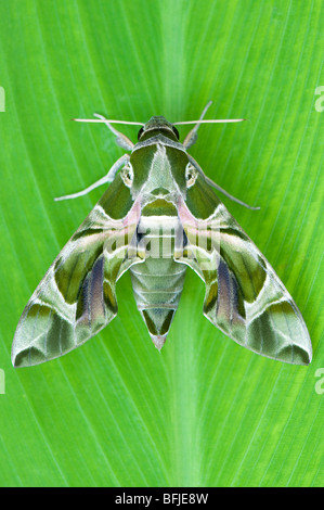 Insects, moth Indian oleander hawkmoth daphnis nerii Stock Photo - Alamy