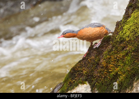 Torrent Duck (Merganetta armata), female standing on a rock in Torres ...