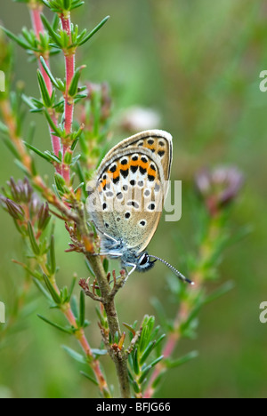 Silver-studded blue butterfly Stock Photo - Alamy