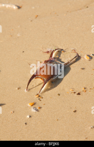 Egg case / mermaid's purse of a Thornback ray / Thornback skate (Raja ...