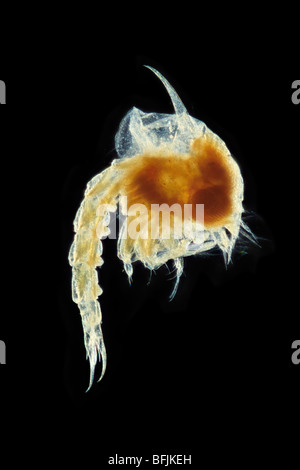 Photomicrograph of larvae of spider crab, Zoea, darkfield illumination ...