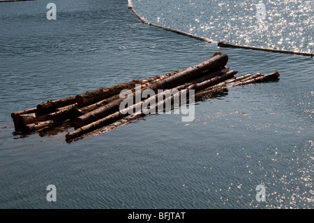 Logs floating in water Stock Photo - Alamy
