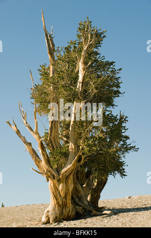 Bristlecone Pine (Pinus longaeva), Ancient Bristlecone Pine Forest Park ...