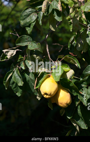 Ripening fruit on quince tree variety Vranja Stock Photo - Alamy