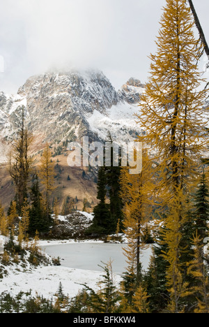 Fall color larches in Washington's North Cascades Stock Photo - Alamy