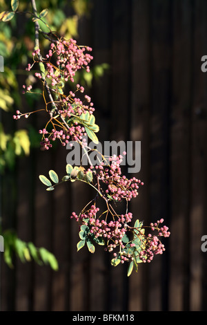 Sorbus hupehensis (Hubei rowan, Hupeh rowan), stem with leaves and ...