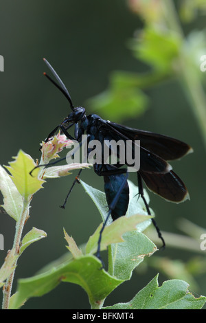 Tarantula Hawk Wasp (Pepsis spp) - Chiricahua mountains - Arizona - USA ...