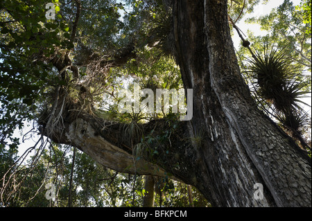 Mahogany Hammock, Everglades National Park, Florida Stock Photo - Alamy