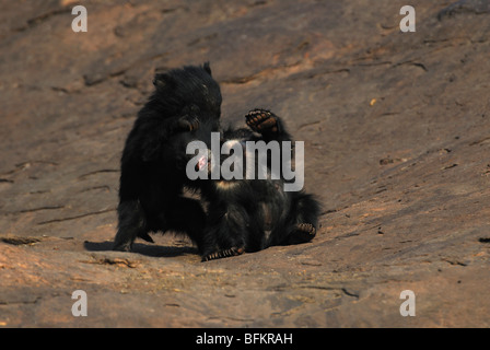 Sloth bear (Melursus ursinus) fighting on rocks, Daroji Bear Sanctuary ...