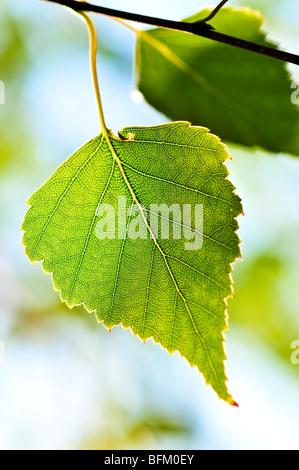 A closeup of tree branches with green leaves Stock Photo - Alamy