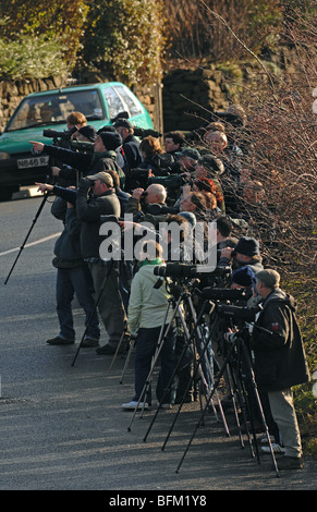 Crowd of birdwatchers watching rare bird in Yorkshire Stock Photo - Alamy