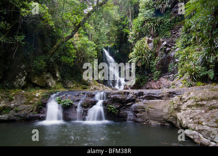 Elabana Falls, Lamington National Park Stock Photo - Alamy
