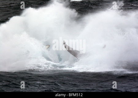 Female humpback whale breaching, off Penguin Island, Antarctic ...