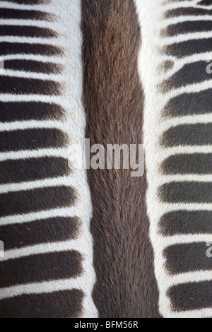 Zebra back side closeup - Equus zebra zebra Stock Photo - Alamy
