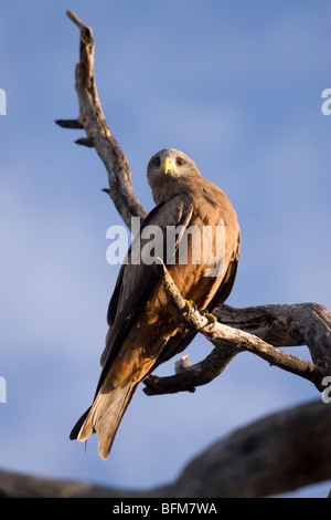 Bird yellow-billed kite perched on tree branch in blue sky looking for ...