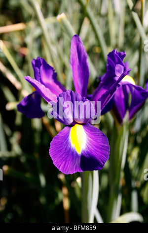 DUTCH IRIS BLUE MAGIC CLOSE UP Stock Photo - Alamy
