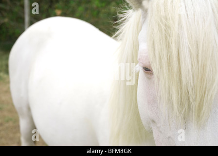 Horses at the Haras Godiva riding school, Jose Ignacio, Uruguay Stock ...