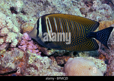 A Red Sea sailfin tang fish in the coral reef in the aquarium Stock ...
