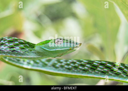 Attacking snake / Ahaetulla nasuta Stock Photo - Alamy