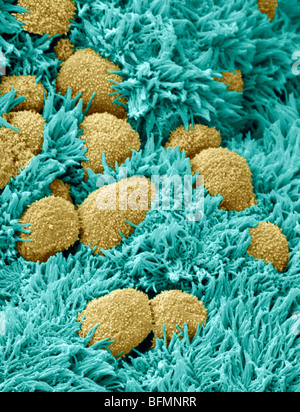 Fallopian tube cells, SEM Stock Photo - Alamy