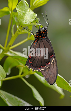 Spangle Swallowtail (Papilio protenor), Butterfly on a flower Stock ...