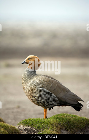 Ruddy headed Goose Stock Photo - Alamy