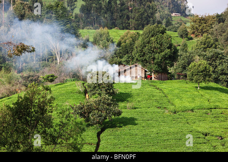 Kenya, Mathioya. Smallholders tea gardens beside the Mathioya River in ...