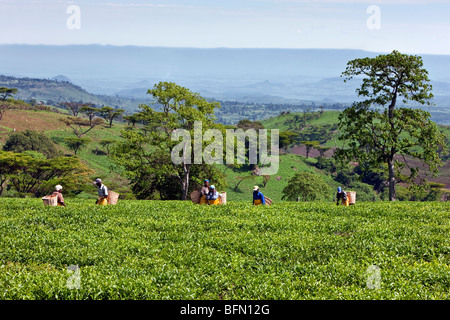 Kenya, Kericho district, Kericho. A tea estate at Kericho, an important ...