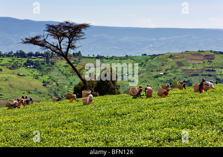 Kenya, Kericho district, Kericho. A tea estate at Kericho, an important ...