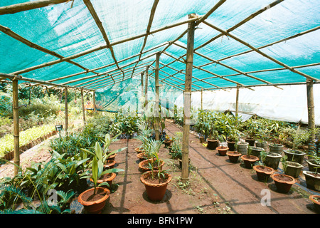 Polyhouse, Kankavali, Maharashtra, India, Asia Stock Photo - Alamy