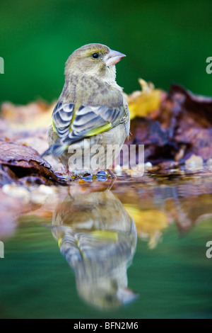 Pond in a garden Stock Photo - Alamy
