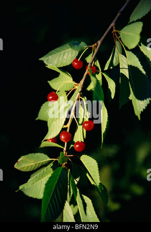 cherry fruit tree ; manali ; kulu ; himachal pradesh ; india ; asia ...