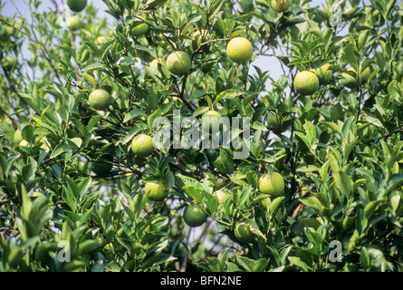 Sweet lime tree, satara, maharashtra, india, asia Stock Photo - Alamy