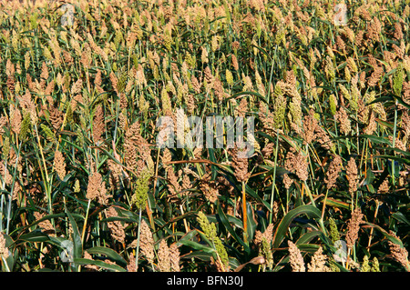 Jowar crop ; India Stock Photo - Alamy