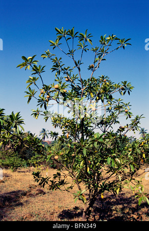 chickoo / Sapodilla fruits tree with green leafs in sunlight Stock ...