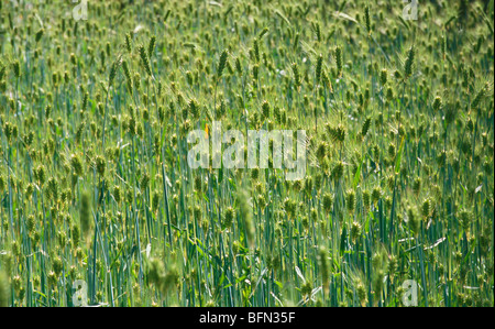 barley crop field ; himachal pradesh ; india ; asia Stock Photo - Alamy